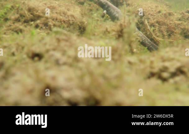 underwater life of the Carpathian and Alpine newts and other aquatic ...