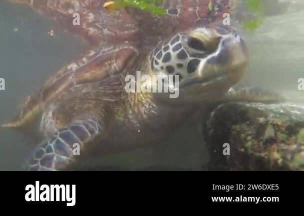 People Algae Feeding Giant Sea Turtles in Baraka Natural Aquarium ...
