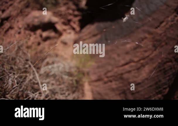 Spider web ground Stock Videos & Footage - HD and 4K Video Clips - Alamy