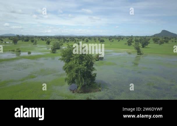 Deepwater rice Stock Videos & Footage - HD and 4K Video Clips - Alamy