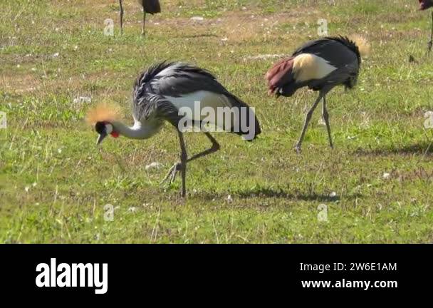 Pet crane Stock Videos & Footage - HD and 4K Video Clips - Alamy