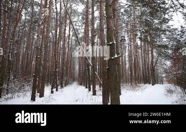 Pine forest in the snow. Snowfall through scotch fir trees. Inside ...
