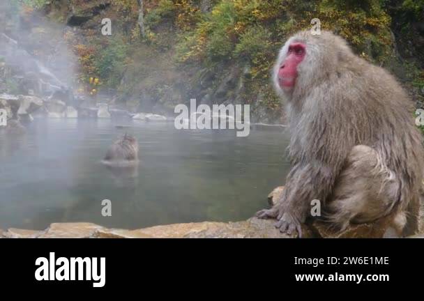 The Snow Monkeys Japanese Macaques bathe in onsen hot springs of Nagano ...