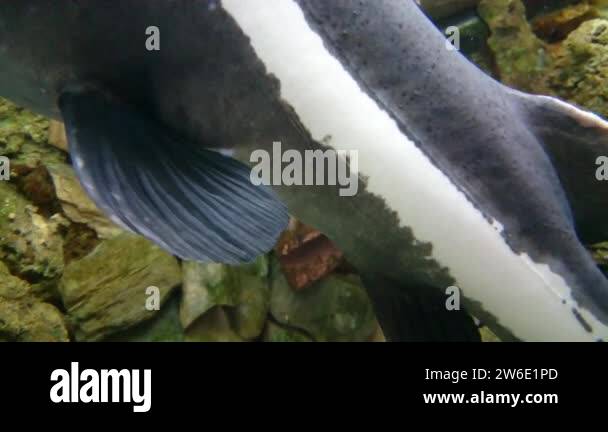 The video shows Fish, Red-Som (Phractocephalus hemioliopterus) close up ...