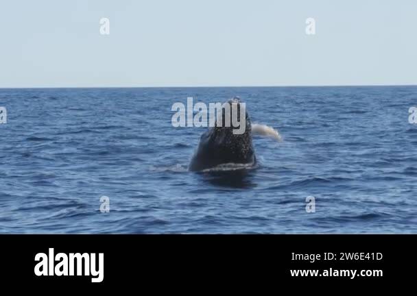 People whale watching australia Stock Videos & Footage - HD and 4K ...