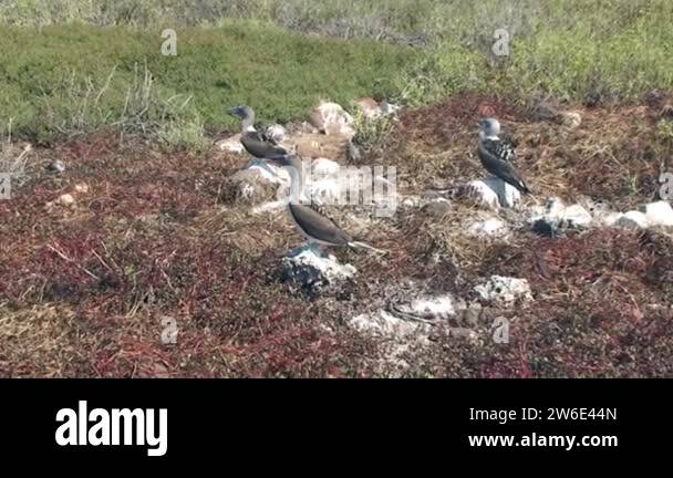 Mating sea birds Stock Videos & Footage - HD and 4K Video Clips - Alamy