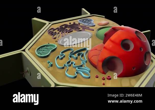 3D plant cell animation Stock Video Footage - Alamy