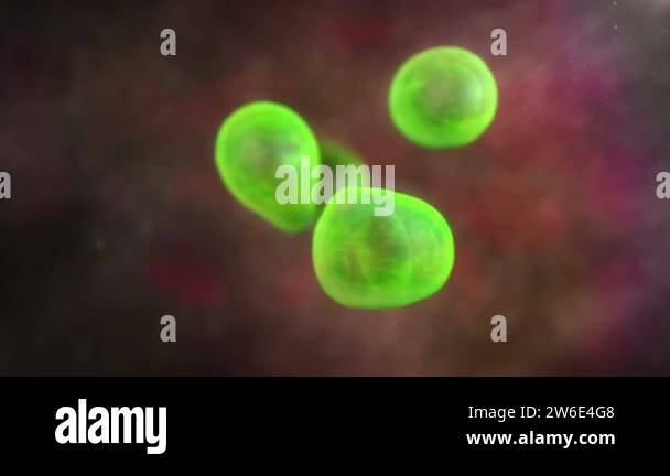 Bacteria Lactobacillus in human intestine, 3D animation. Normal flora ...