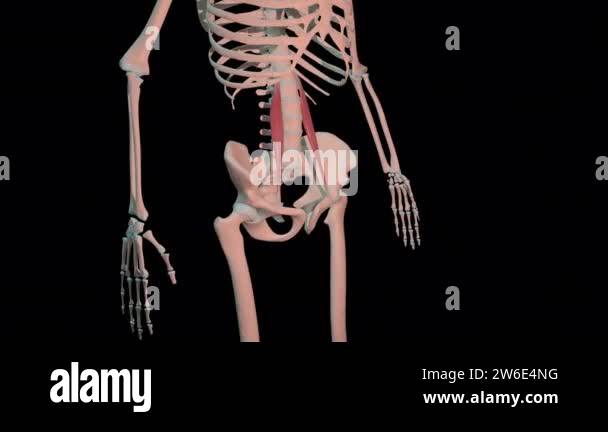 This 3d animation shows the psoas minor muscles in full rotation loop ...
