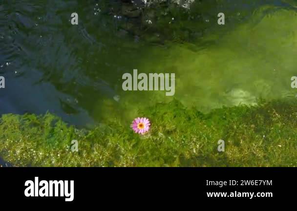 Very spring scene in Andalusia with flowers, typical courtyards of ...