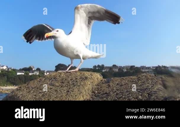Ringed bird Stock Videos & Footage - HD and 4K Video Clips - Alamy