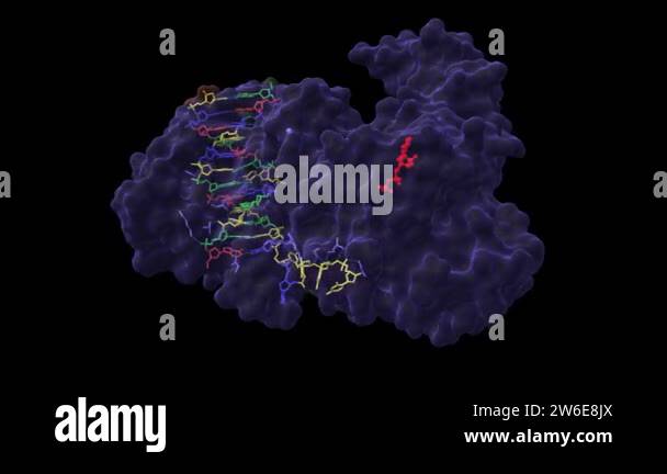 Crystal structure of the Bloom's syndrome helicase BLM in complex with ...