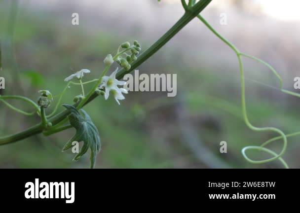 White staminate panicle inflorescences bloom on Chilicothe, Marah Macrocarpa, Cucurbitaceae ...
