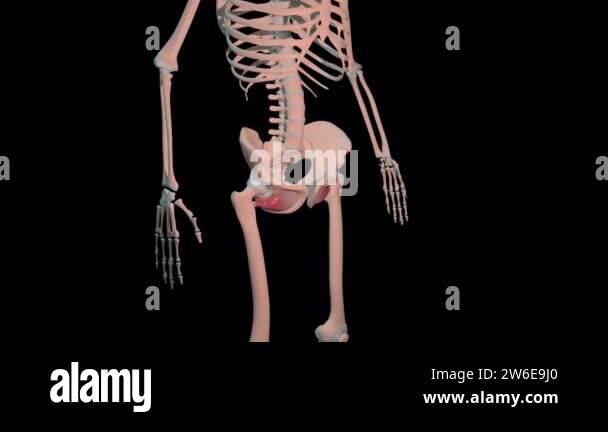 This 3d animation shows the obturator externus muscles in full rotation ...