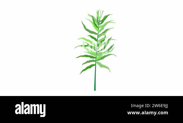 Motion graphic tropical leaf of different green shades on white screen ...