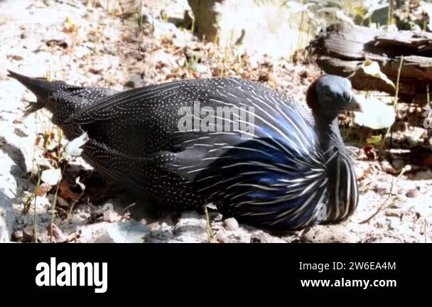 Basking bird Stock Videos & Footage - HD and 4K Video Clips - Alamy