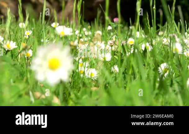 grass with flowers - summer - sun rays - wind Stock Video Footage - Alamy