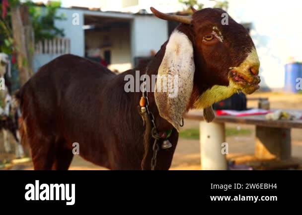 Common disease of goat species. goat foot and mouth disease, A young ...