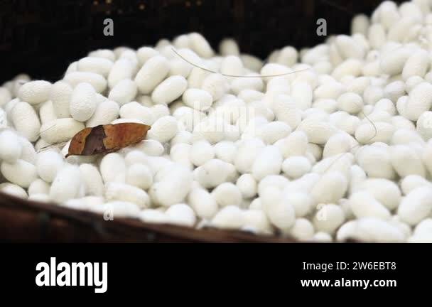 Cocoon shape Stock Videos & Footage - HD and 4K Video Clips - Alamy