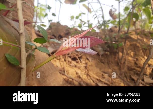 Red leaves of Ficus religiosa. It is also known as thebodhi tree ...