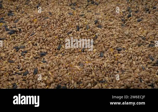 Mixed bird seeds Stock Videos & Footage - HD and 4K Video Clips - Alamy