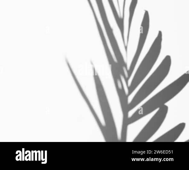 leaf animation swaying by the wind. realistic overlay effect of nature ...