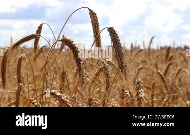 Wheat field in the wind . The ears of wheat lowered their heads. The ...