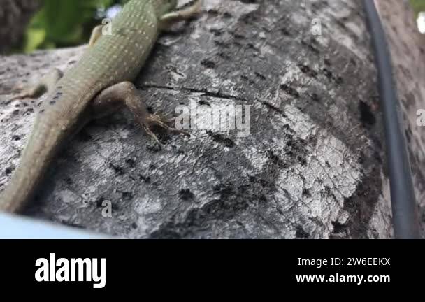 Tree lizards in asia Stock Videos & Footage - HD and 4K Video Clips - Alamy