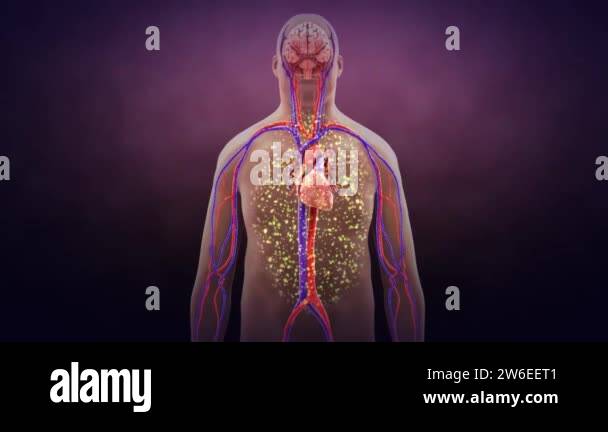 Bacteria in the heart and vascular pathways.3D Animated Zoom Model Stock Video Footage - Alamy