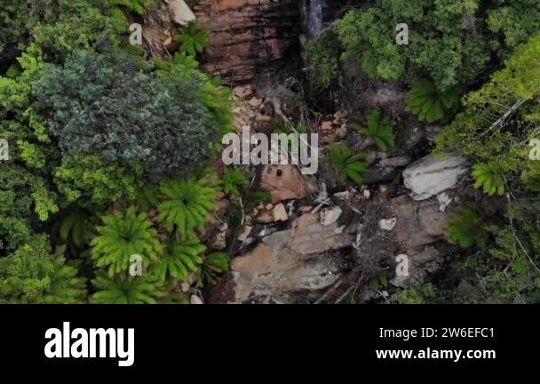 Tasmanian forest Stock Videos & Footage - HD and 4K Video Clips - Alamy