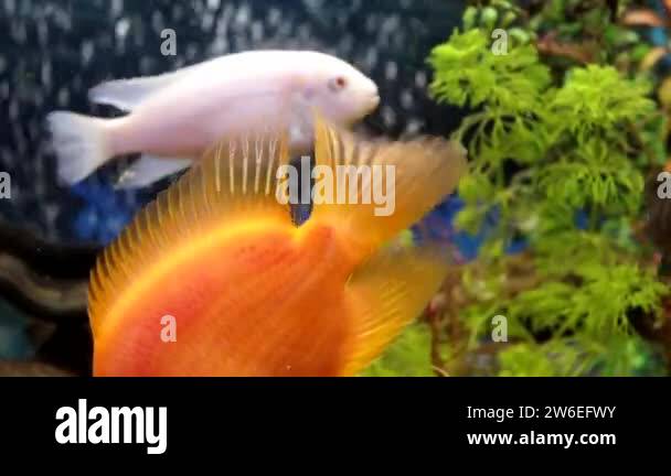 African cichlids - fish from the Cichlov family, Pseudotropheus ...