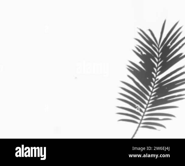 leaf animation swaying by the wind. realistic overlay effect of nature ...