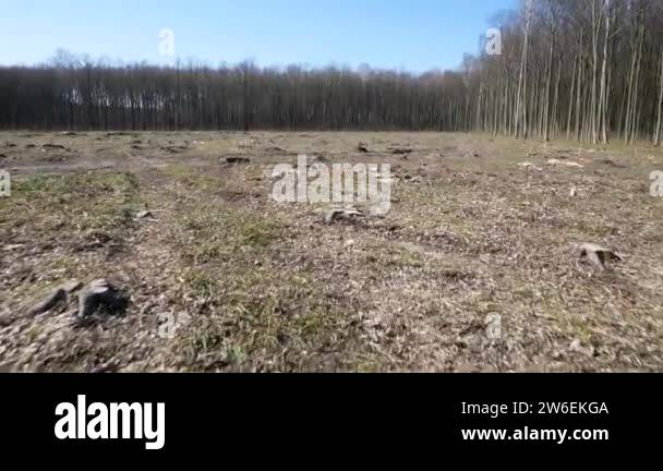 Deforestation of beautiful pristine forest areas. The forest plot after ...