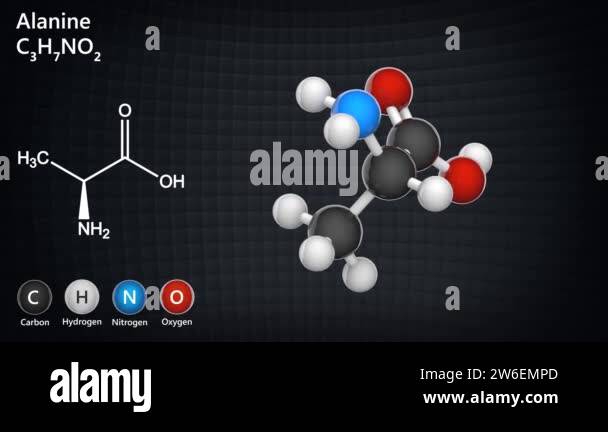 Alanine (symbol Ala or A) is a small non-essential amino acid in humans ...