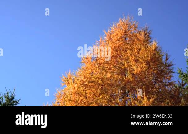 Deciduous european larch trees Stock Videos & Footage - HD and 4K Video ...
