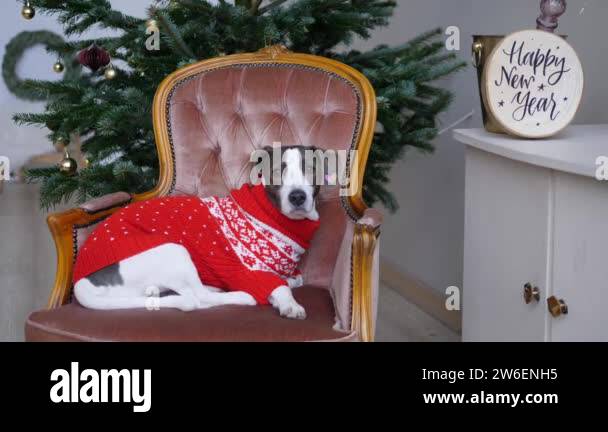 Doggy style Stock Videos & Footage - HD and 4K Video Clips - Alamy