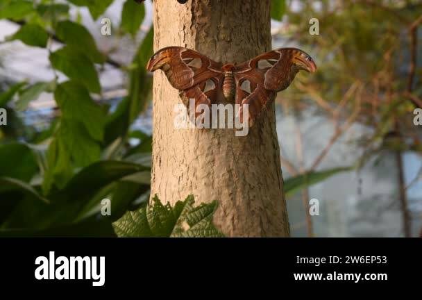 Snake moth Stock Videos & Footage - HD and 4K Video Clips - Alamy