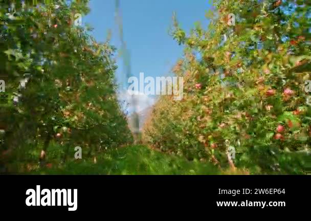 Long narrow path of trees Stock Videos & Footage - HD and 4K Video ...