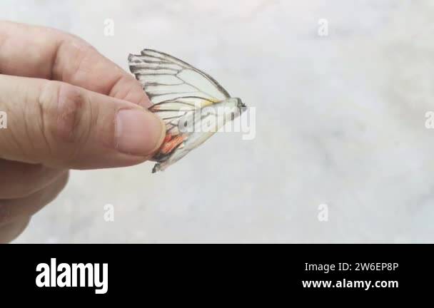 White moth with red spots Stock Videos & Footage - HD and 4K Video ...