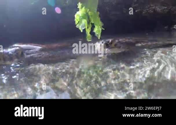 People Algae Feeding Giant Sea Turtles in Baraka Natural Aquarium ...