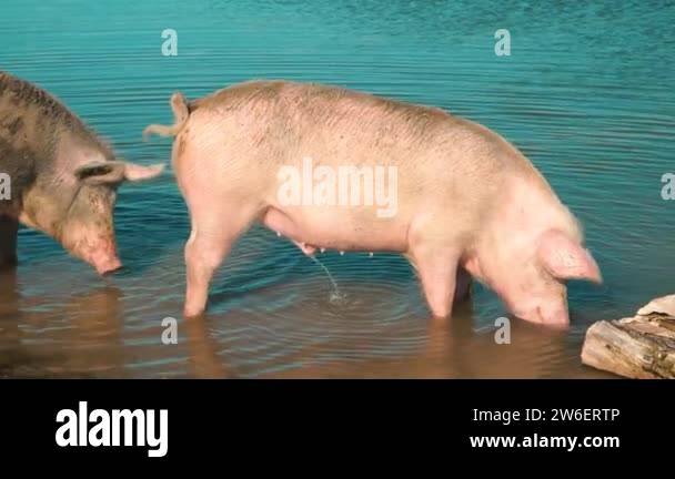 Pig in water Stock Videos & Footage - HD and 4K Video Clips - Alamy