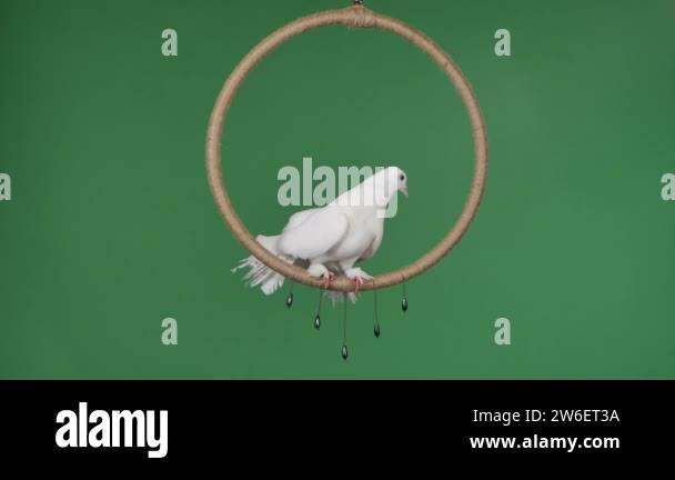 A real dove with beautiful white plumage sits on the ring and looks ...