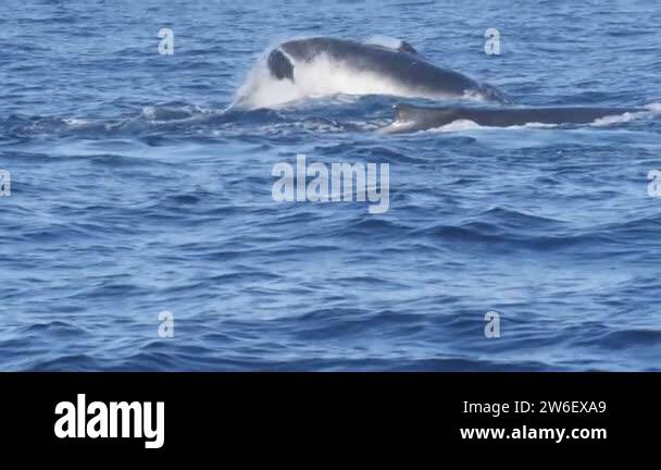 Tail slapping humpback whale Stock Videos & Footage - HD and 4K Video ...