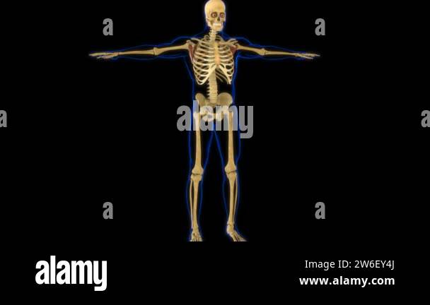 Subscapularis Muscle Anatomy For Medical Concept 3D Animation Stock ...
