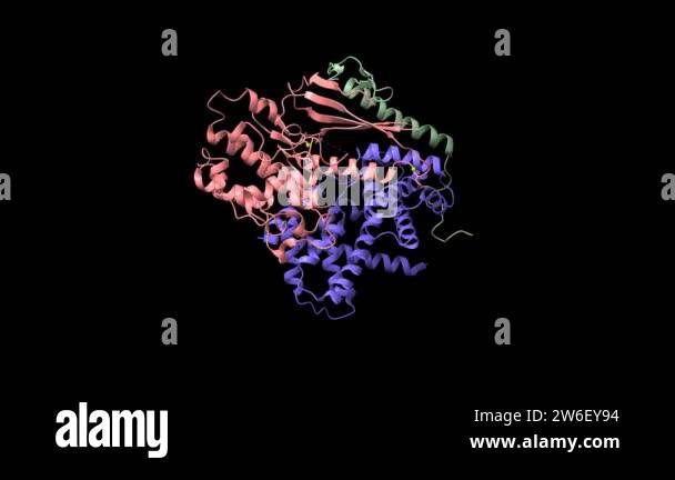 Crystal structure of CDK4 (pink) in complex with cyclin D1 (blue) and ...