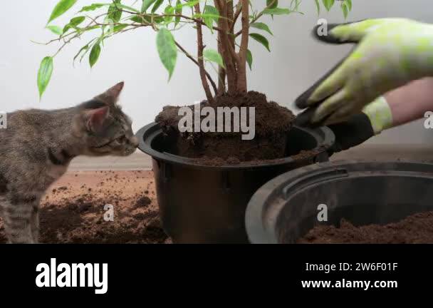 Ficus plant cut out Stock Videos & Footage - HD and 4K Video Clips - Alamy
