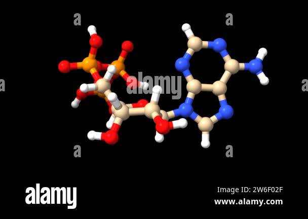 Animated 3D ball-and-stick and spacefill model of adenosine triphosphate (ATP), black background ...