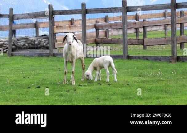 Vocal animals Stock Videos & Footage - HD and 4K Video Clips - Alamy
