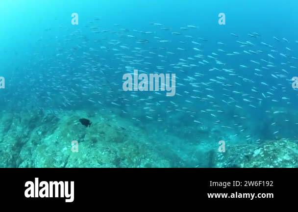 School of tropical snappers fish in the wonderful seabed of the Andaman ...