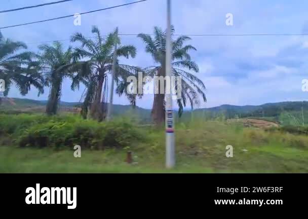 Gloomy Day At Kota Bharu Driving Past Palm Trees And Greenery By The Roadside Stock Video ...